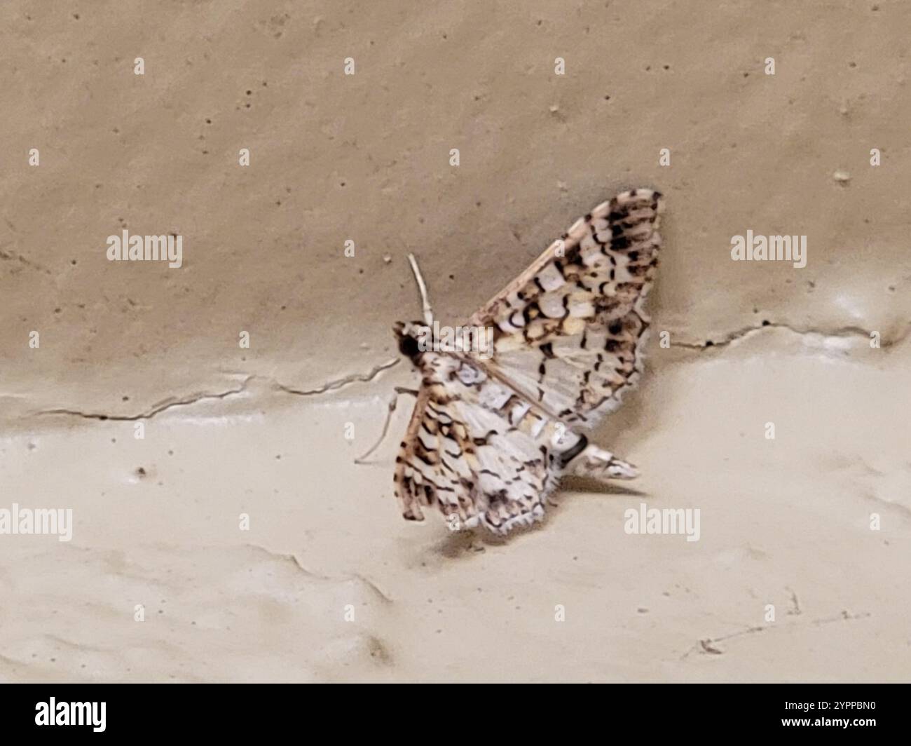 Stained-glass Moth (Samea castellalis Stock Photo - Alamy