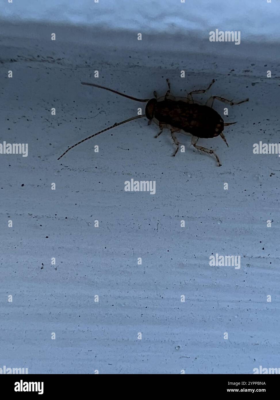 Cockroaches and Termites (Blattodea Stock Photo - Alamy