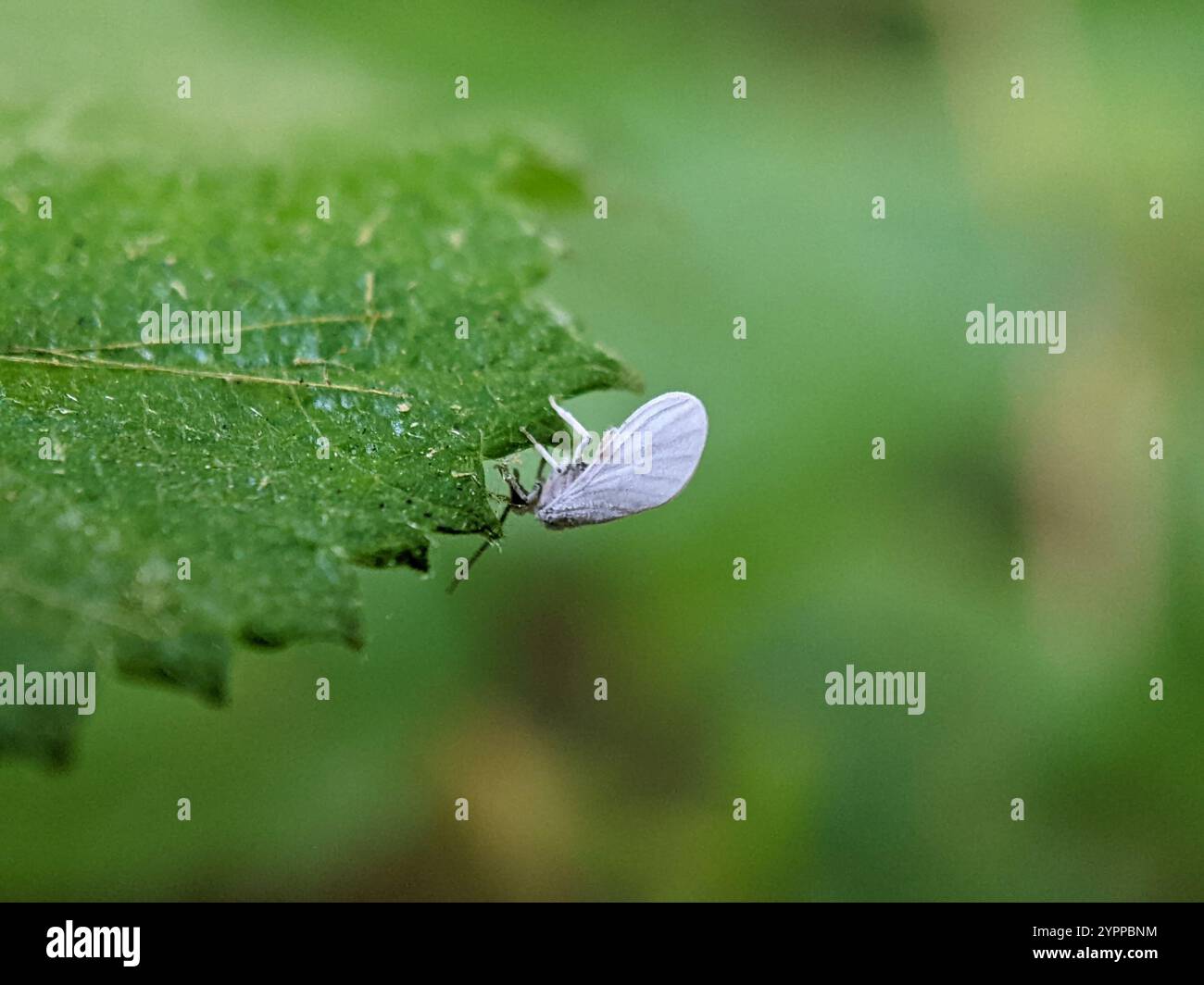 Dusty-winged Lacewings (Coniopterygidae Stock Photo - Alamy