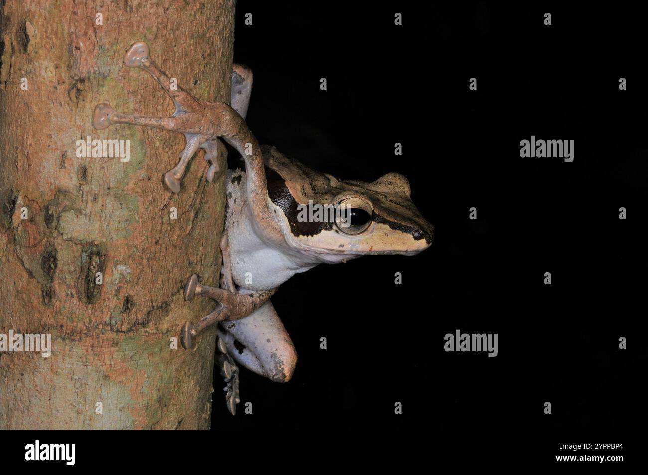 Dark eared tree frog polypedates macrotis hi-res stock photography and ...