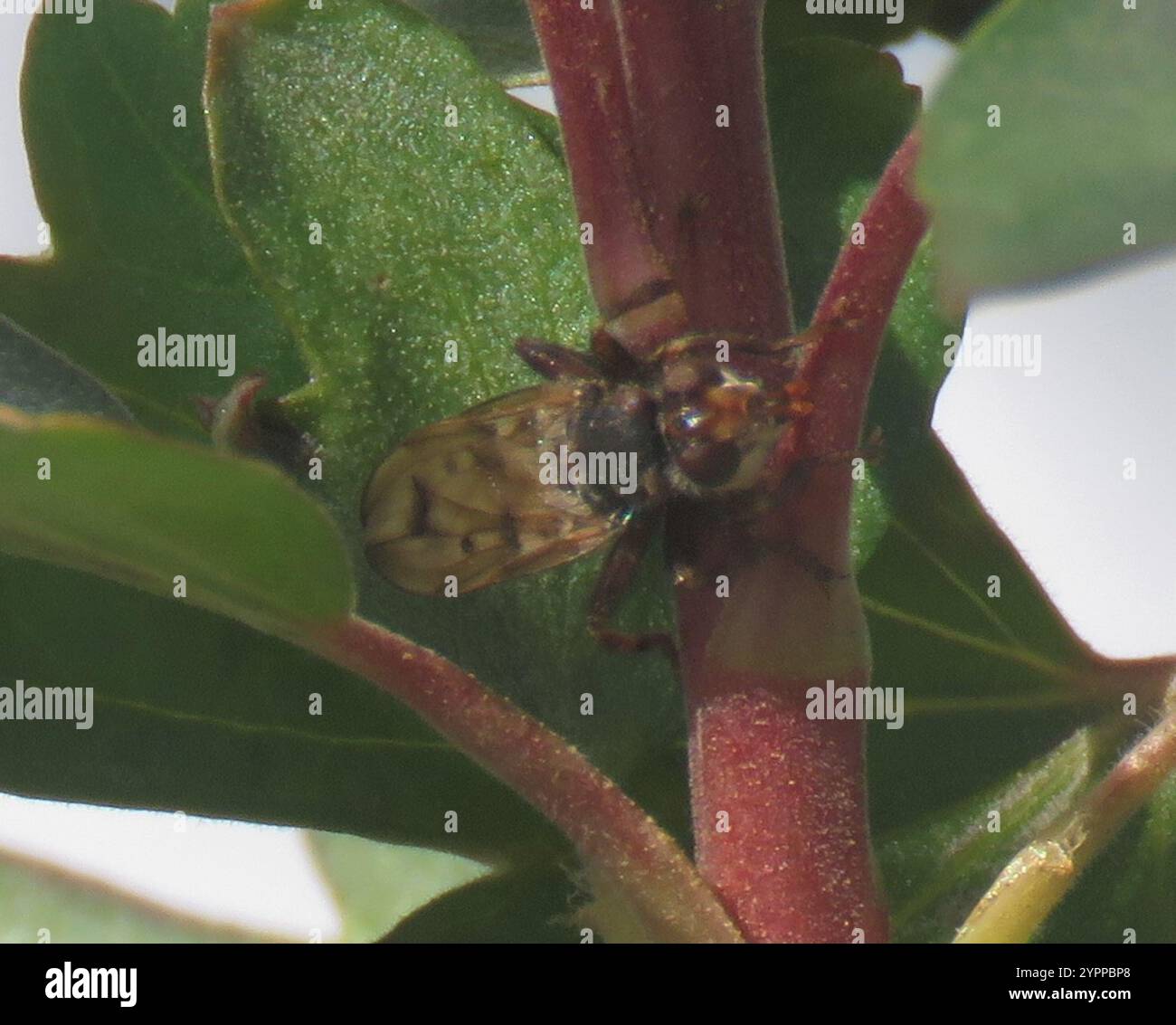 Vicaria hi-res stock photography and images - Alamy