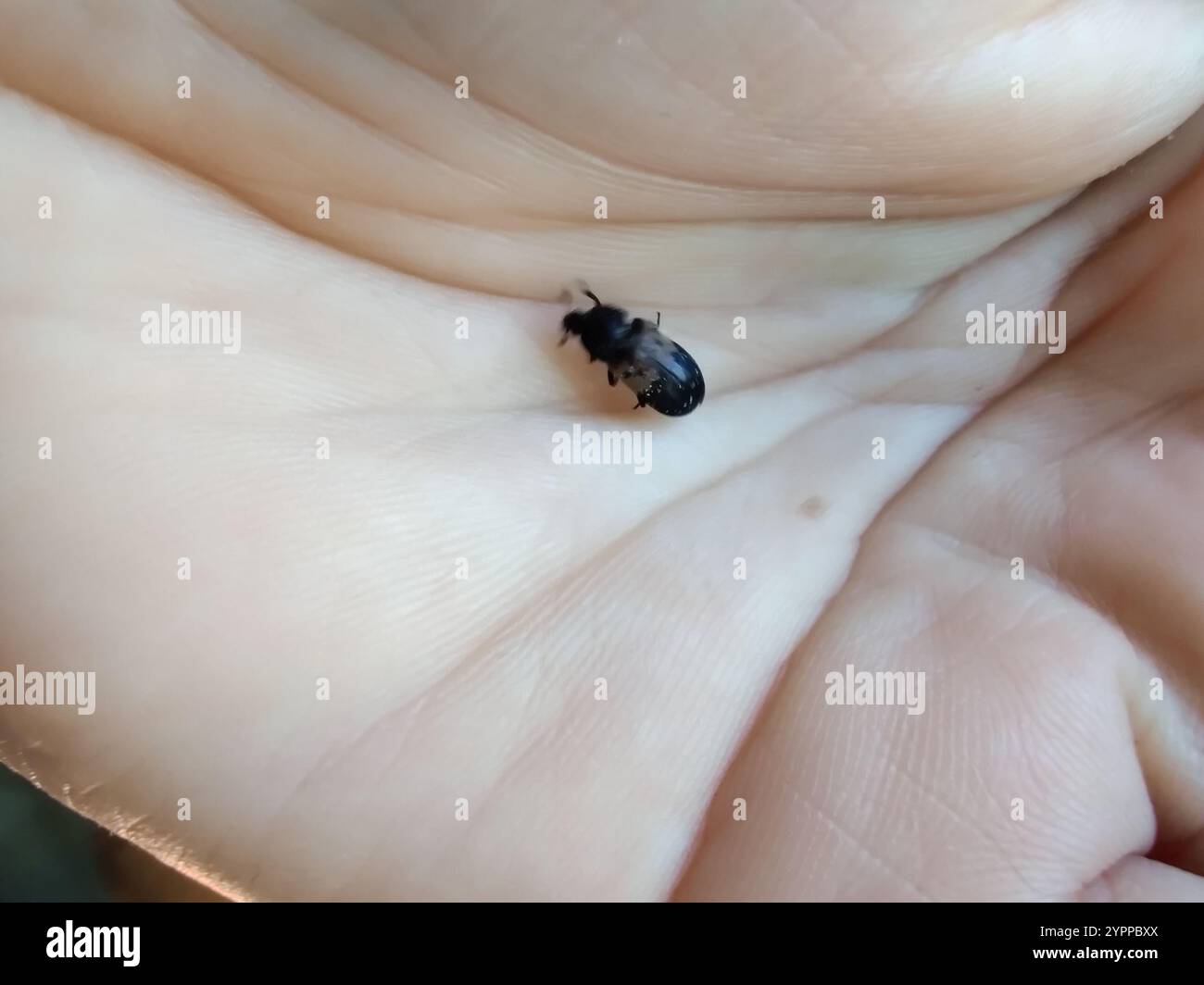 Larder Beetle (Dermestes lardarius Stock Photo - Alamy