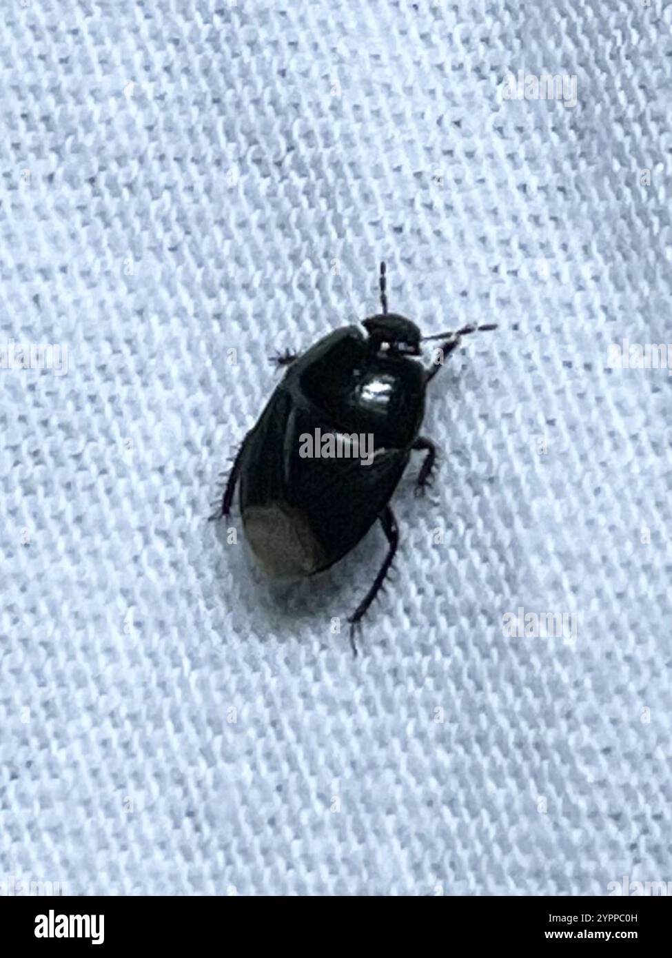 Two-lined Burrowing Bug (Pangaeus bilineatus Stock Photo - Alamy