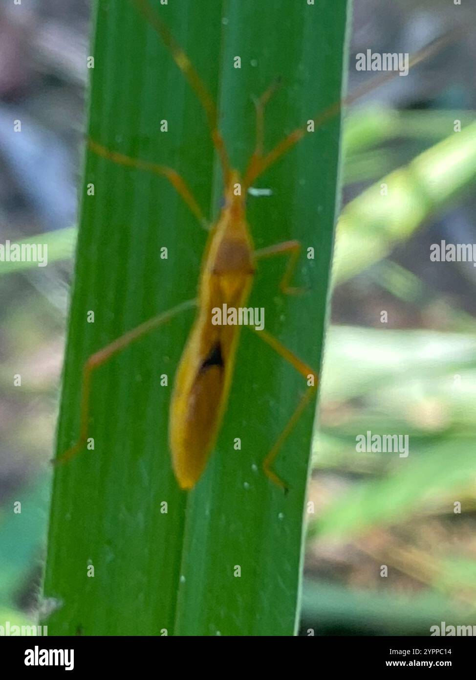 Leptocorisa hi-res stock photography and images - Alamy