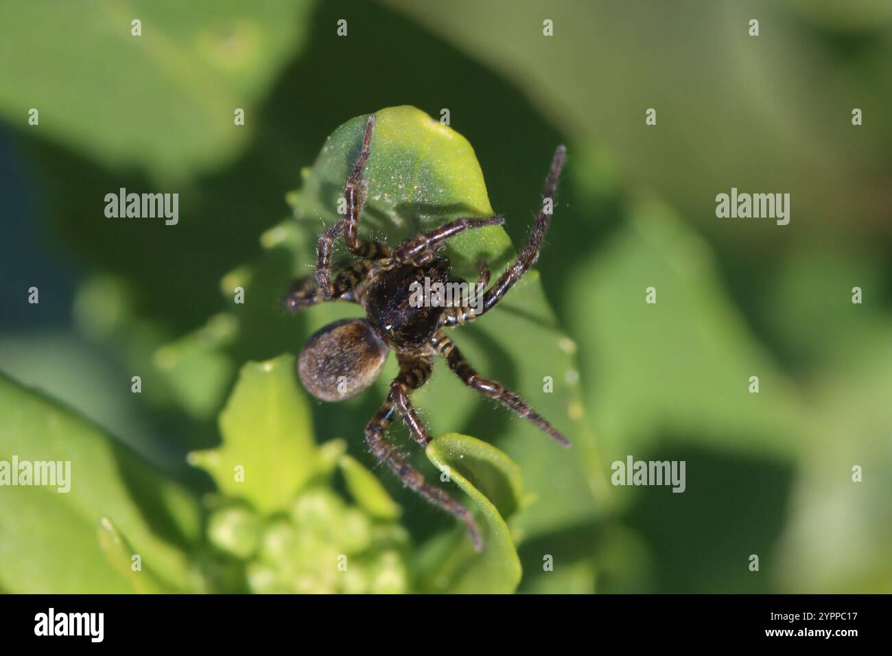 Bear Spiders (Arctosa Stock Photo - Alamy