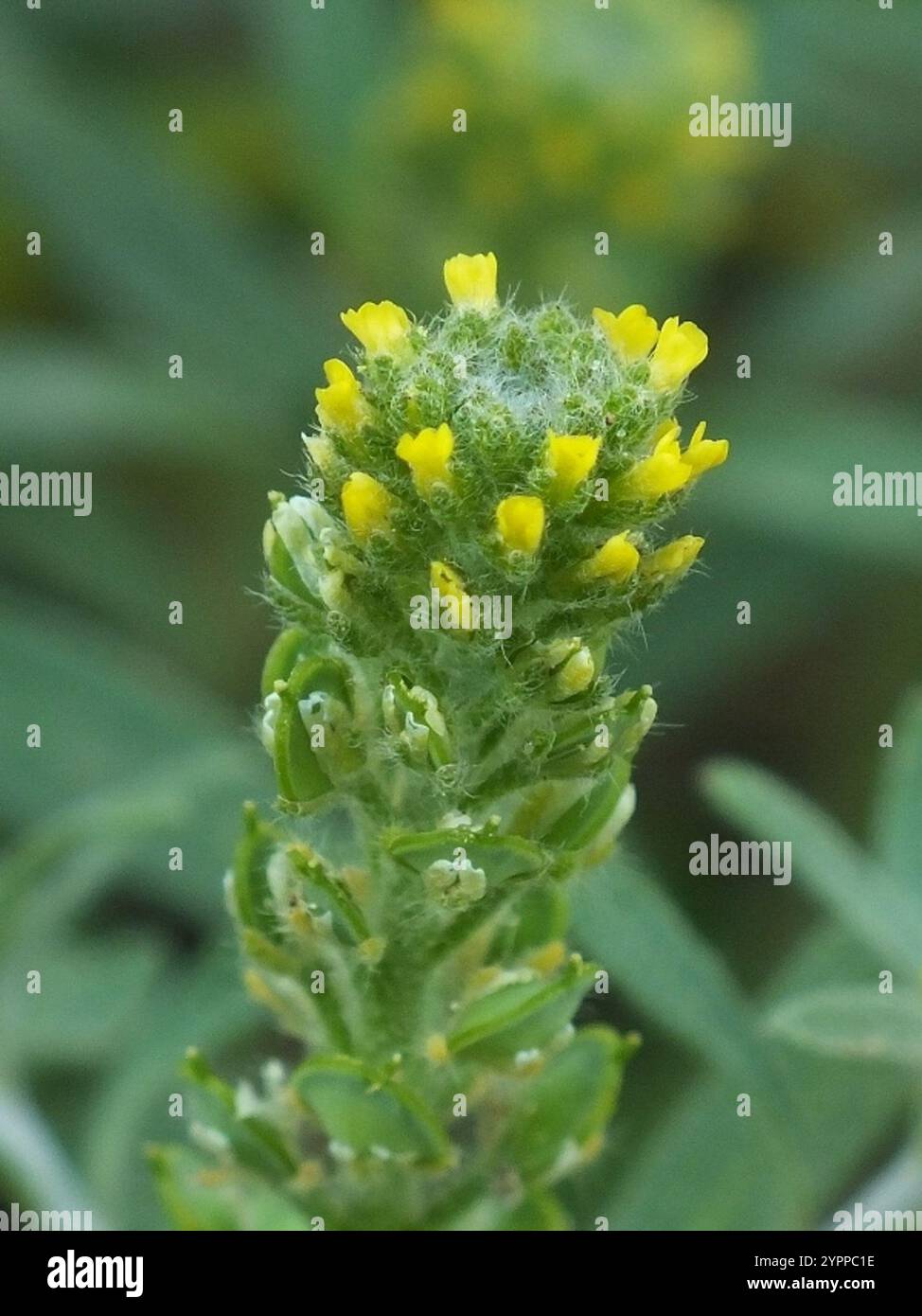 desert madwort (Alyssum desertorum Stock Photo - Alamy