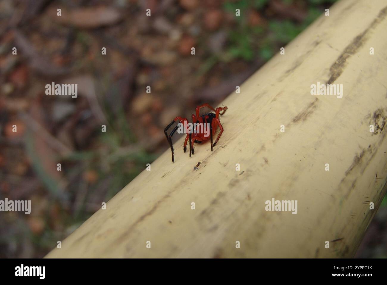 red-and-black Spiders (Nicodamidae Stock Photo - Alamy