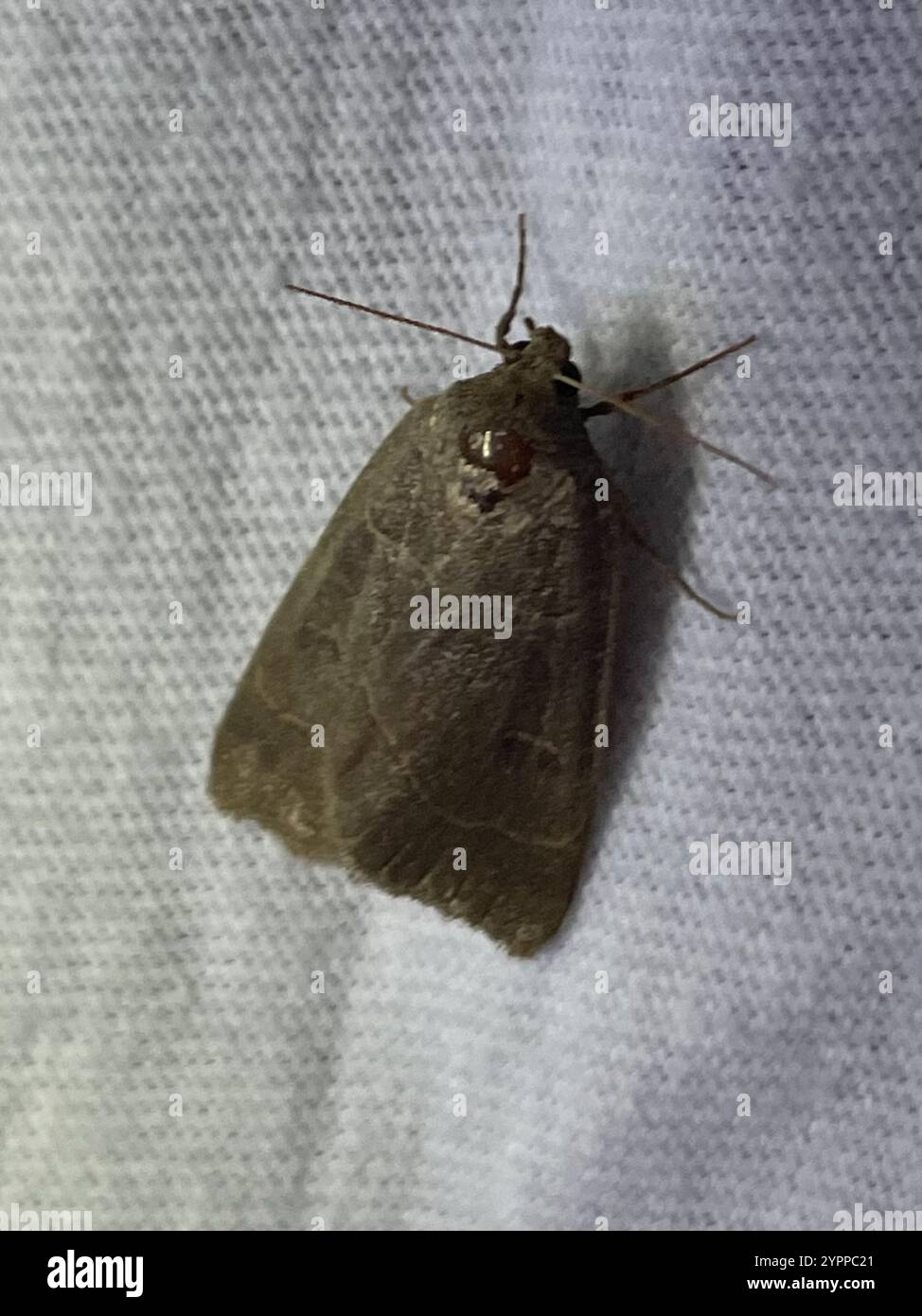 Common Oak Moth (Phoberia atomaris Stock Photo - Alamy