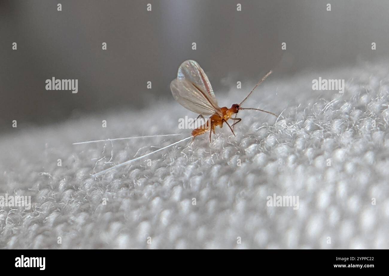 Winged and Once-winged Insects (Pterygota Stock Photo - Alamy