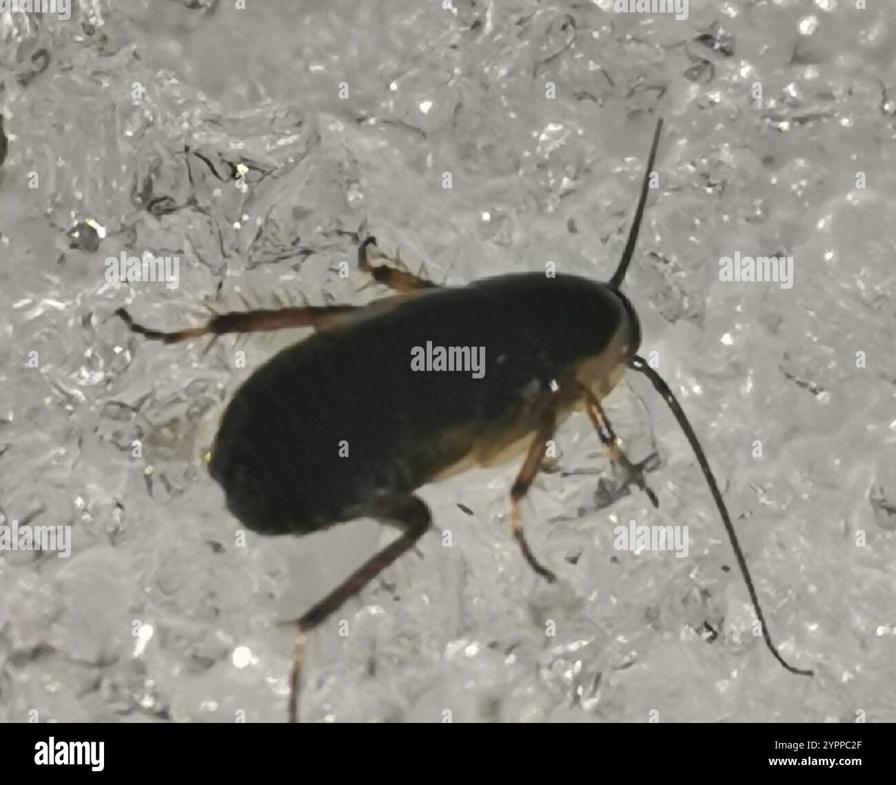 Forest Cockroach (Ectobius sylvestris Stock Photo - Alamy