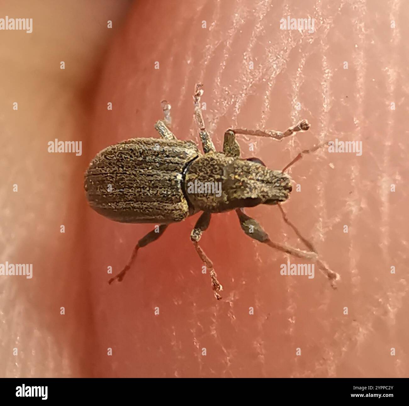 Sitona lineatus hi-res stock photography and images - Alamy