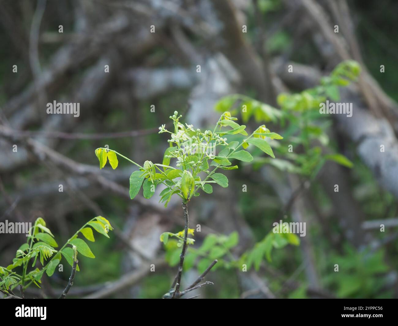 Coffee Bush (Clausena excavata Stock Photo - Alamy