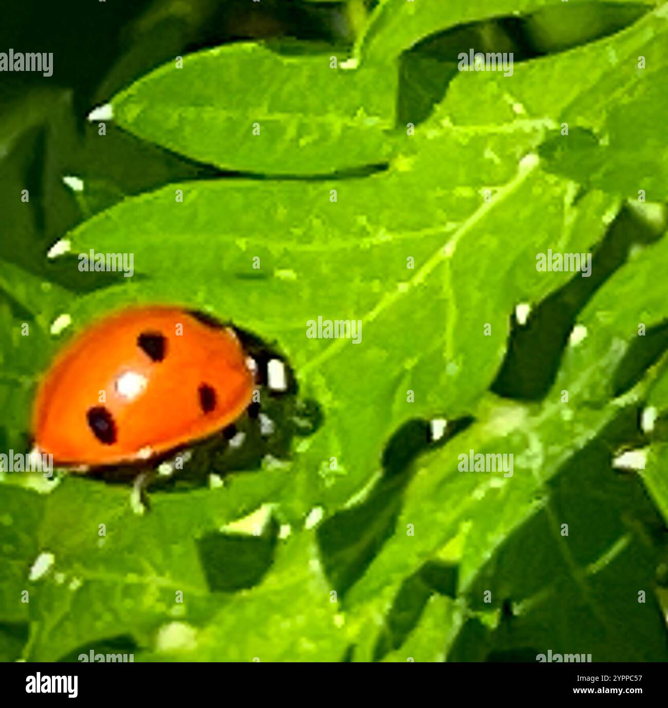 Seven-spotted Lady Beetle (Coccinella septempunctata Stock Photo - Alamy