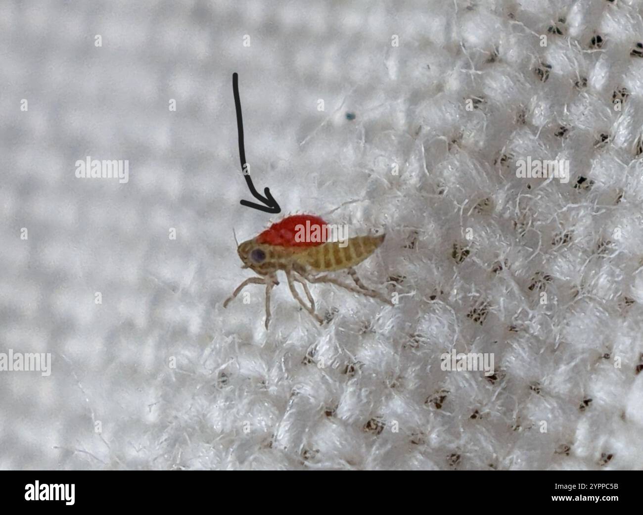 Mites and Ticks (Acari Stock Photo - Alamy