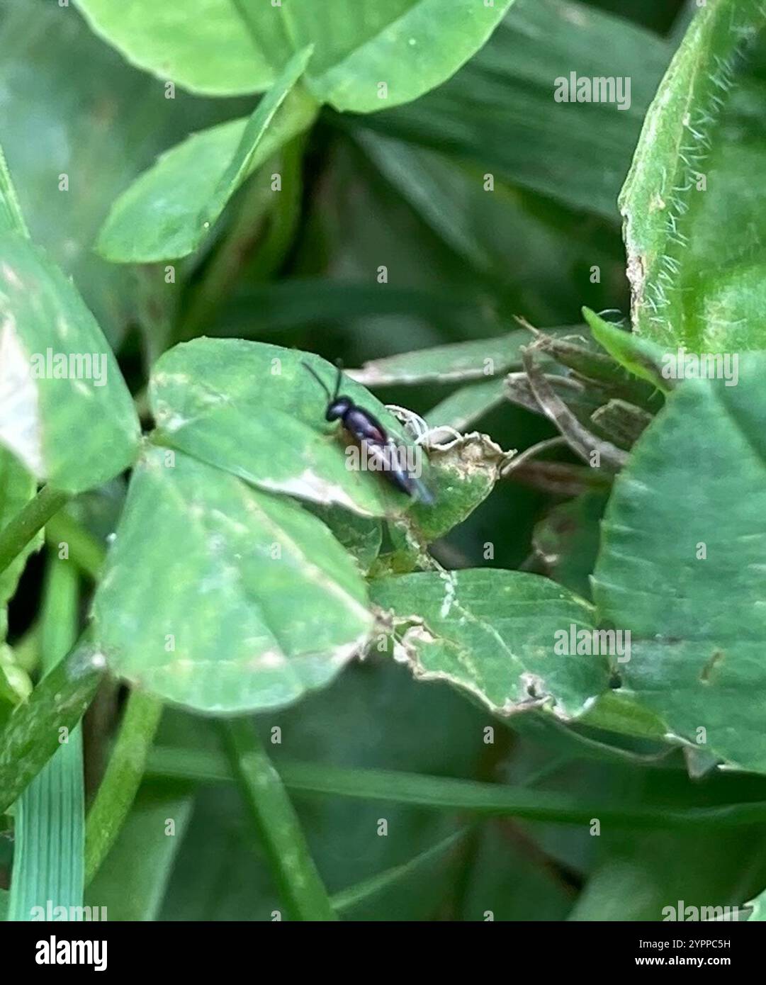Encyrtidae hi-res stock photography and images - Alamy
