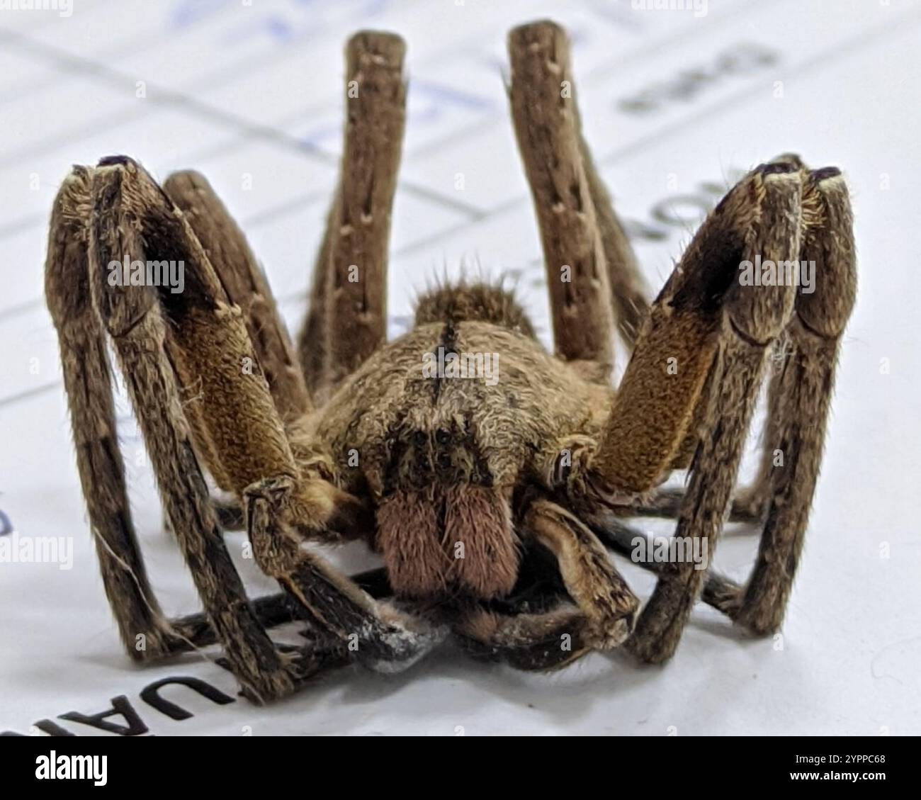 Brazilian Wandering Spiders (Phoneutria Stock Photo - Alamy