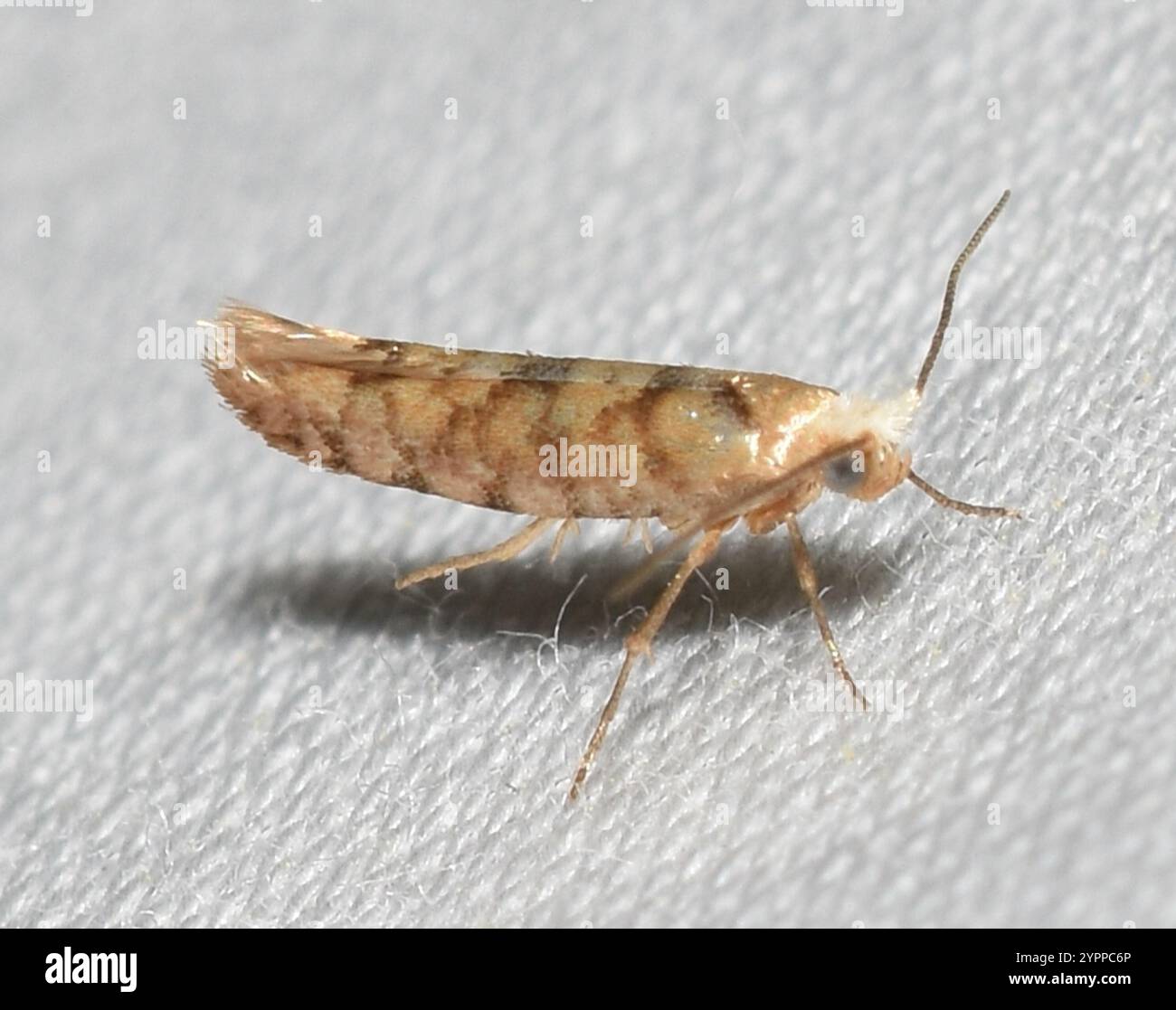 Juniper Seed Moth (Argyresthia alternatella Stock Photo - Alamy