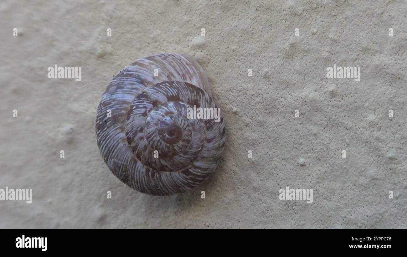 Common Land Snails and Slugs (Stylommatophora Stock Photo - Alamy