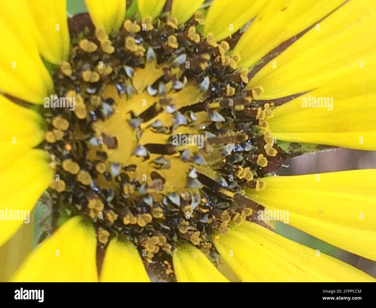 Capeweed (Arctotheca calendula Stock Photo - Alamy