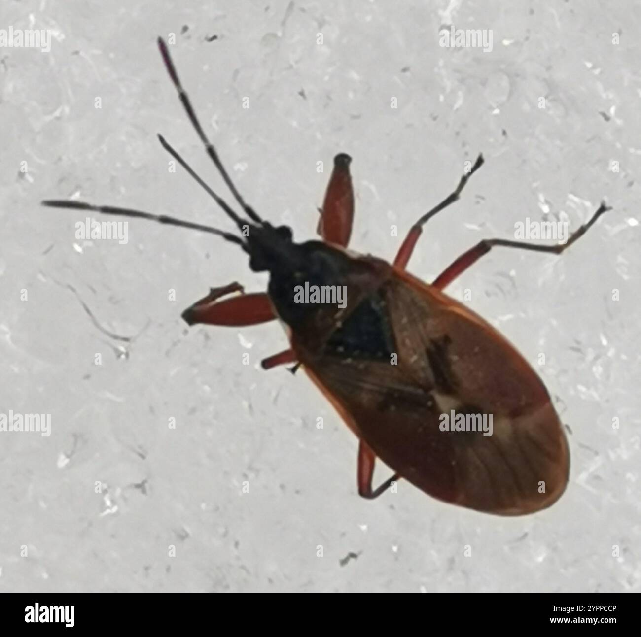 Spruce Cone Bug (Gastrodes abietum Stock Photo - Alamy