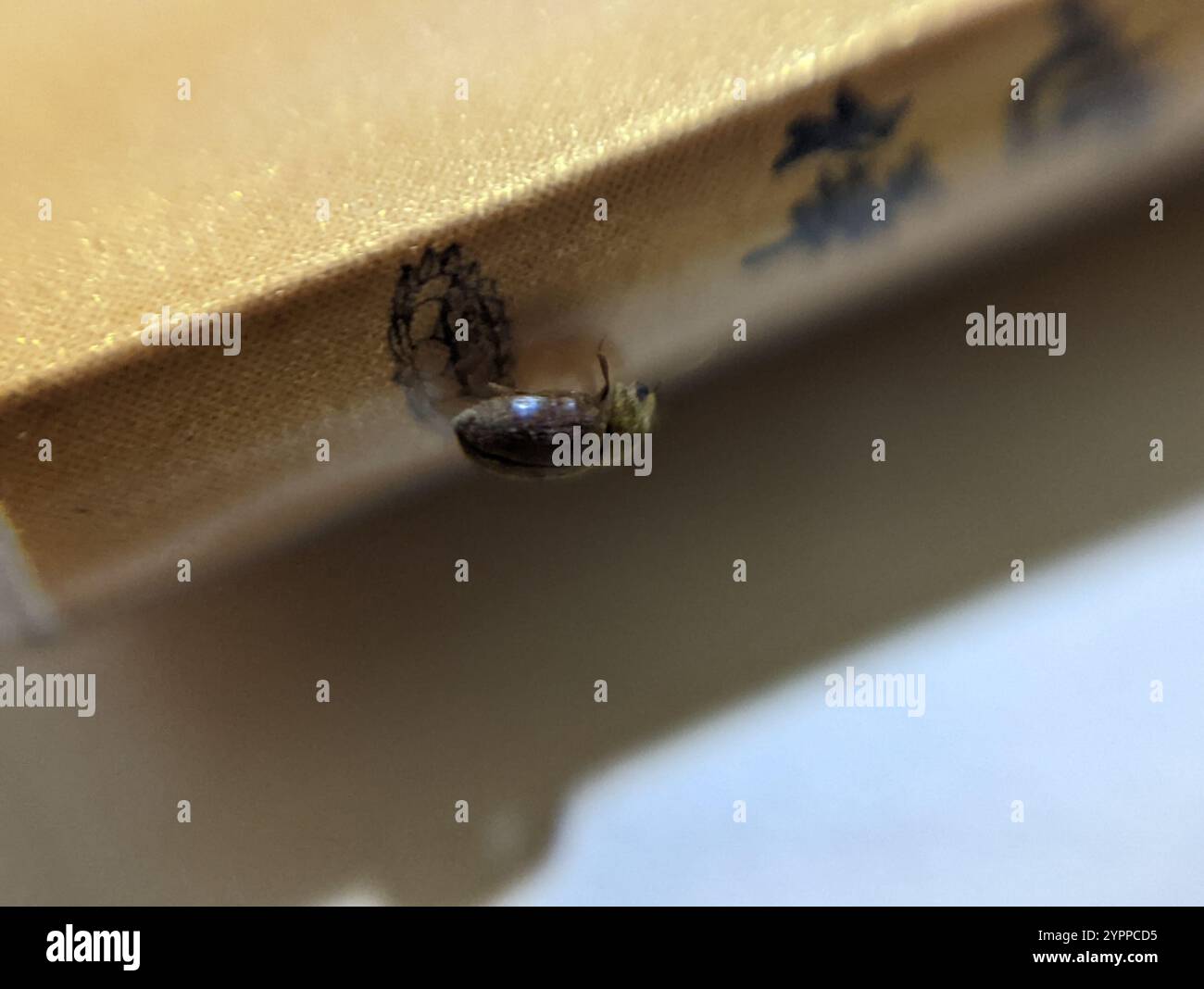 Tobacco Beetle (Lasioderma serricorne Stock Photo - Alamy