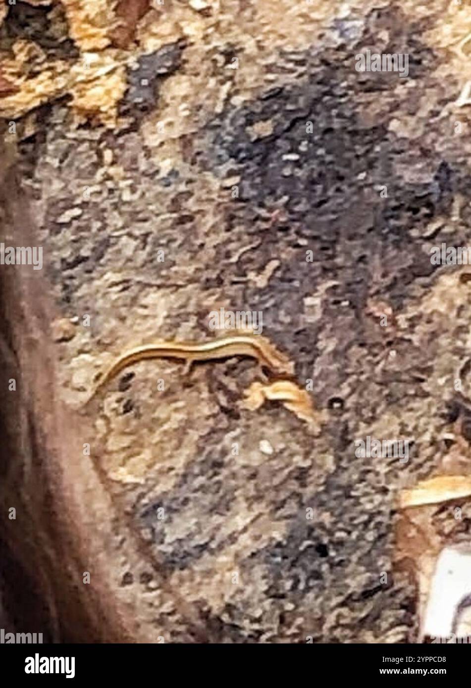Blue Ridge Two-lined Salamander (Eurycea wilderae Stock Photo - Alamy