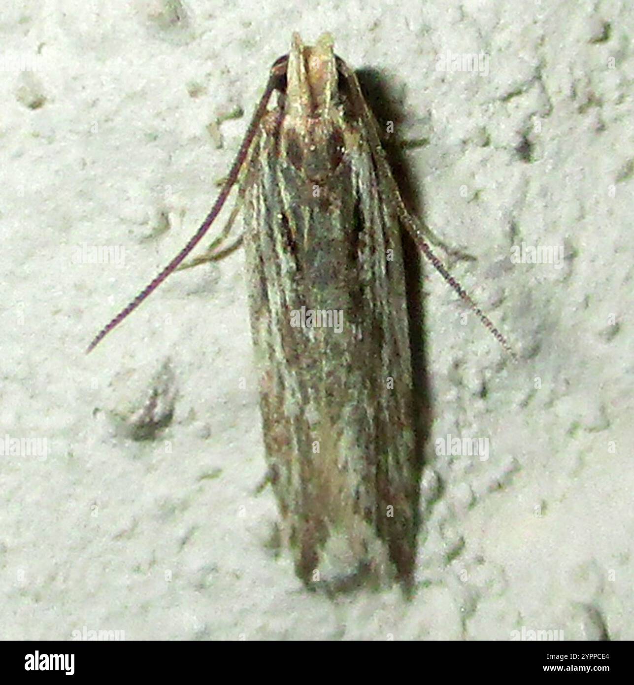 Butterflies and Moths (Lepidoptera Stock Photo - Alamy