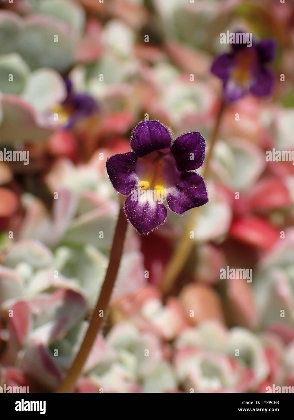 oneflower broomrape (Aphyllon purpureum Stock Photo - Alamy