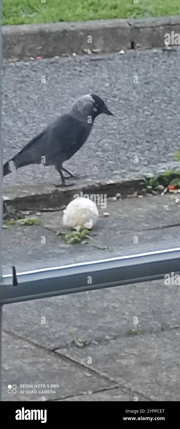 Eurasian Jackdaw (Coloeus monedula Stock Photo - Alamy