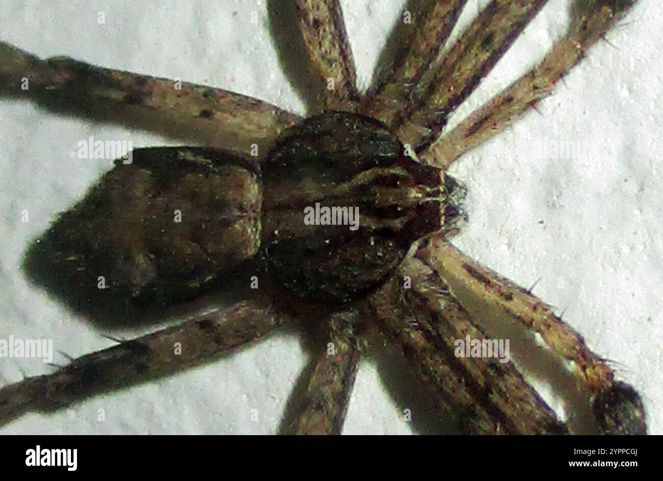 Running Crab Spiders (Philodromus Stock Photo - Alamy