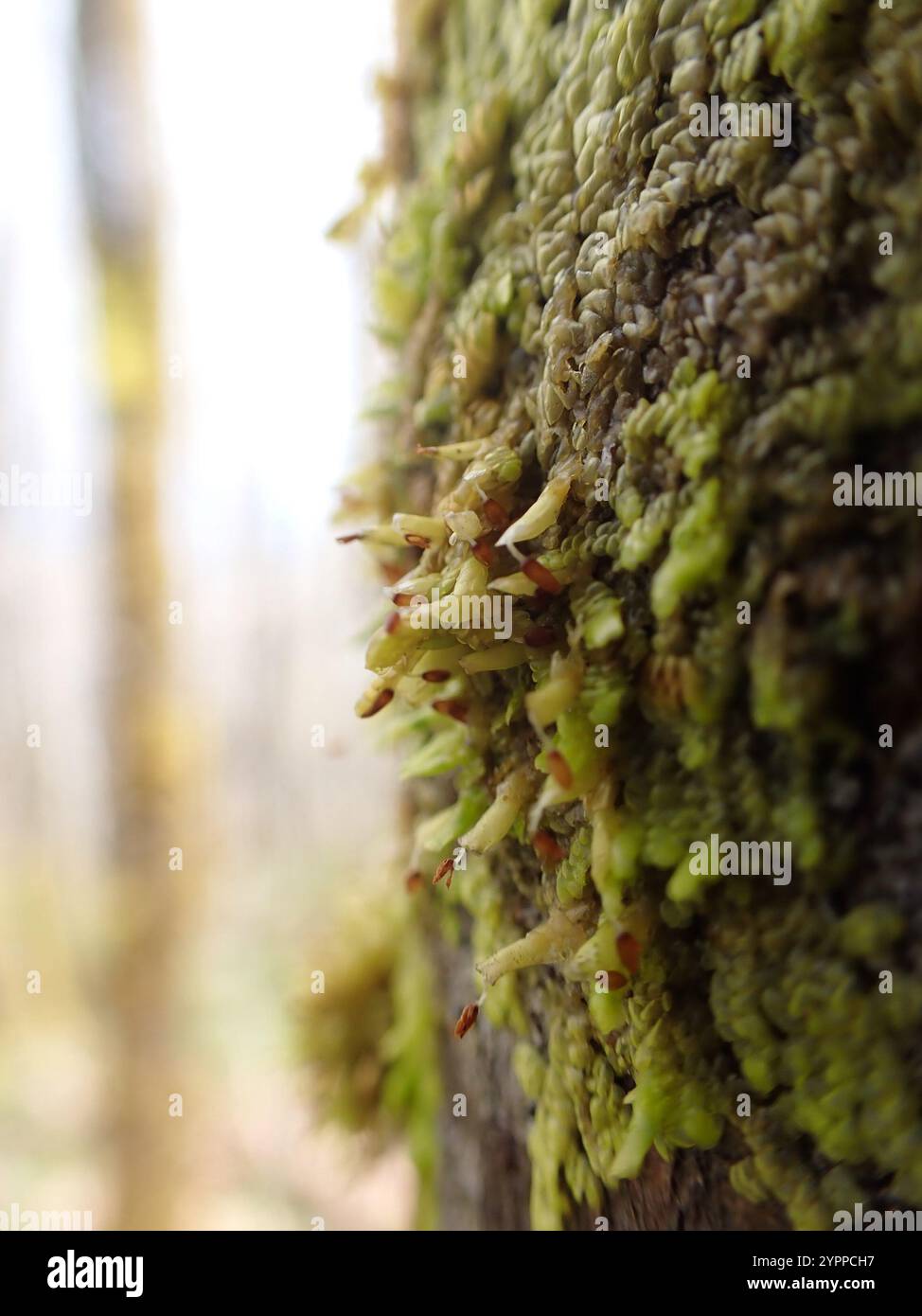 Radula complanata hi-res stock photography and images - Alamy