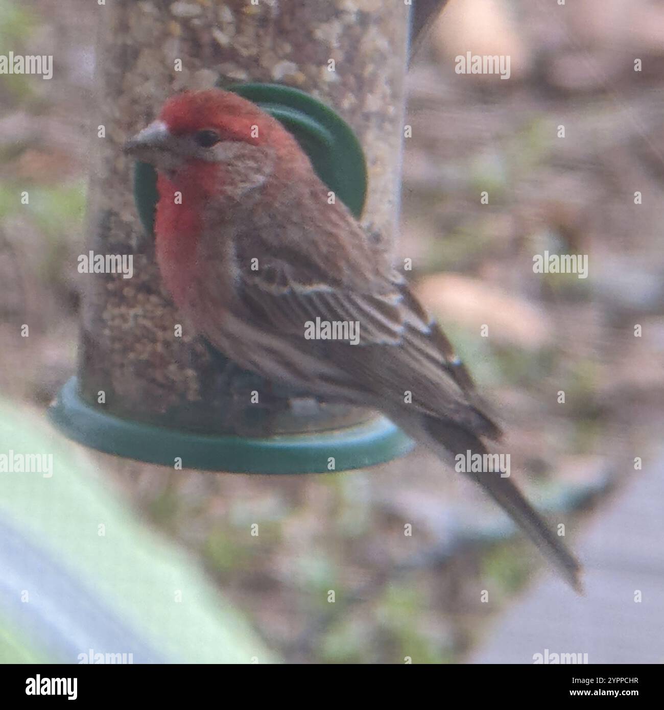 House Finch (Haemorhous mexicanus Stock Photo - Alamy