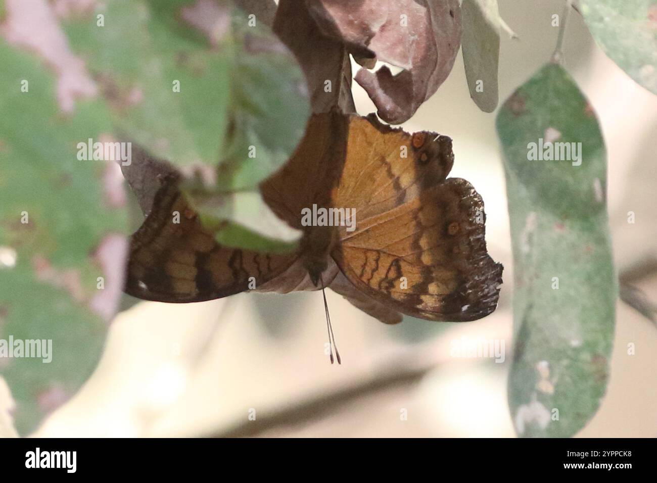 Brown pansy junonia hedonia hi-res stock photography and images - Alamy