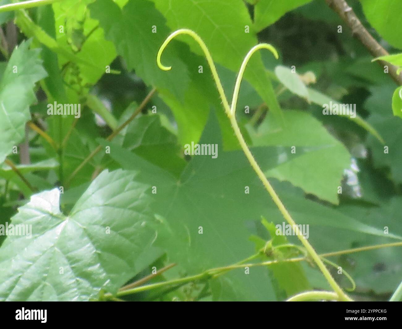 graybark grape (Vitis cinerea Stock Photo - Alamy