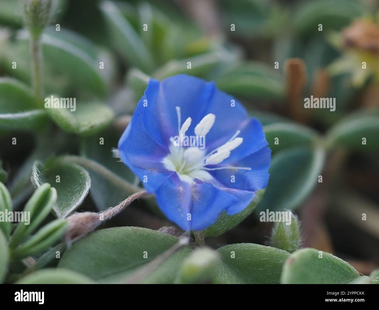 tropical speedwell (Evolvulus alsinoides Stock Photo - Alamy