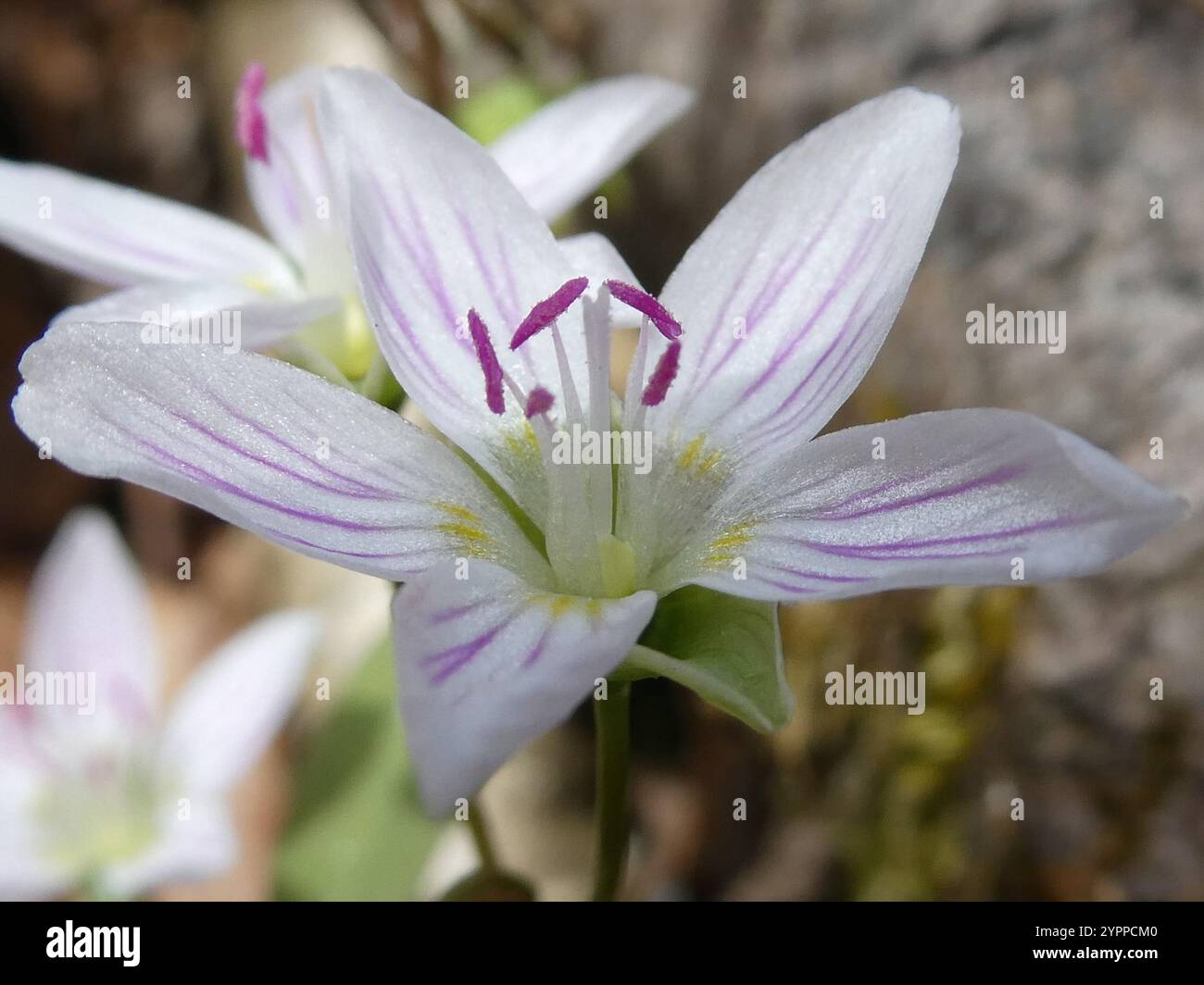 Carolina Springbeauty (Claytonia caroliniana Stock Photo - Alamy