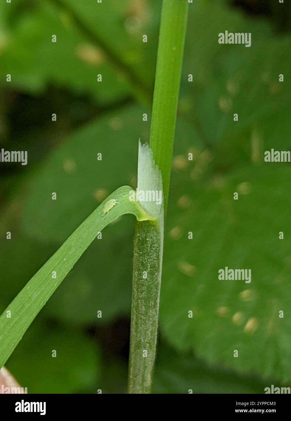 Wood Millet (Milium effusum Stock Photo - Alamy