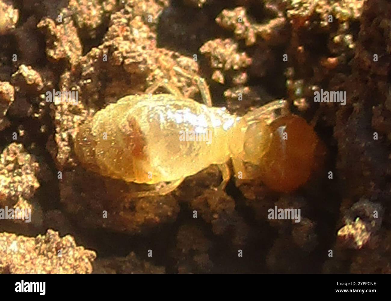 fungus-growing termites (Macrotermitinae Stock Photo - Alamy