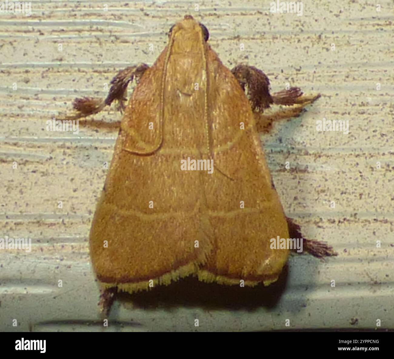 Ochre Parachma Moth (Parachma ochracealis Stock Photo - Alamy