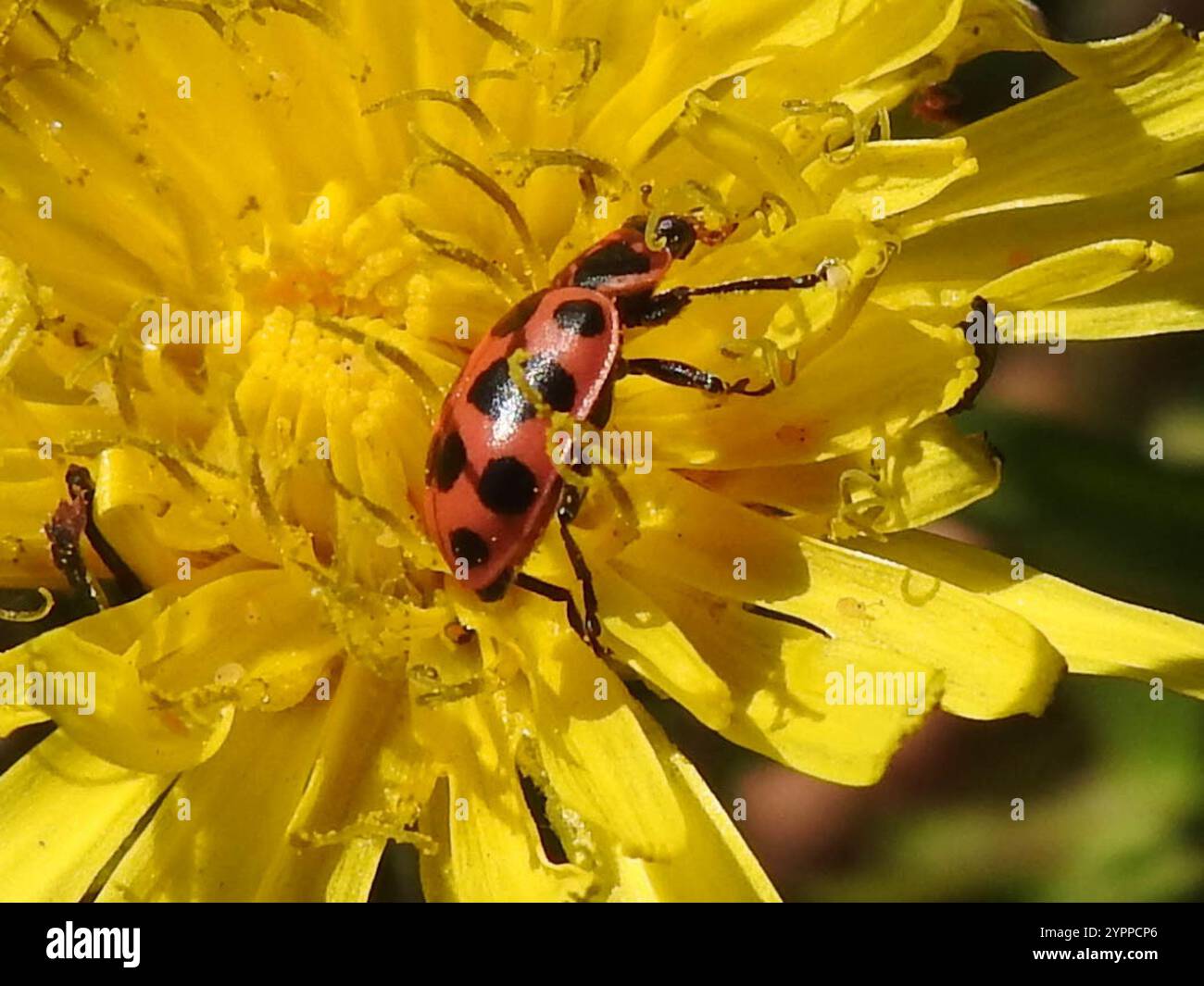 Spotted Pink Lady Beetle (Coleomegilla maculata Stock Photo - Alamy