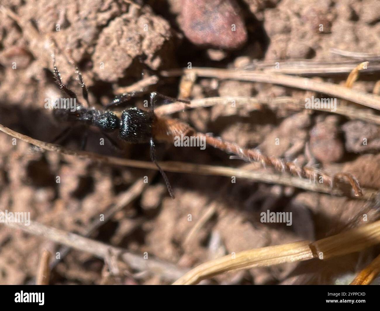 Andre's Harvester Ant (Veromessor andrei Stock Photo - Alamy