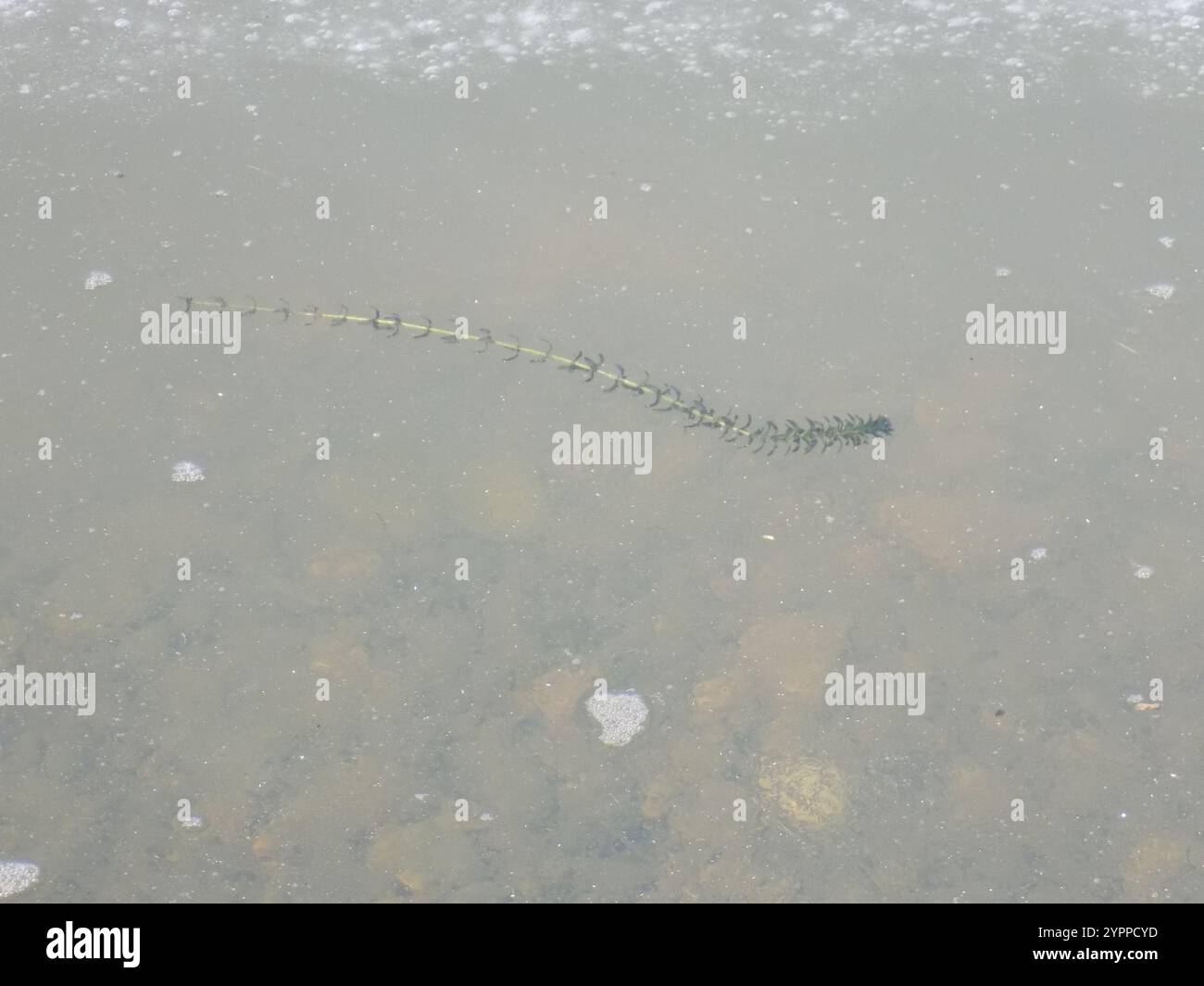 Canadian waterweed hi-res stock photography and images - Alamy