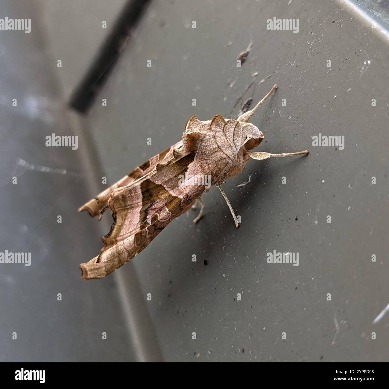 Angle Shades (Phlogophora meticulosa Stock Photo - Alamy