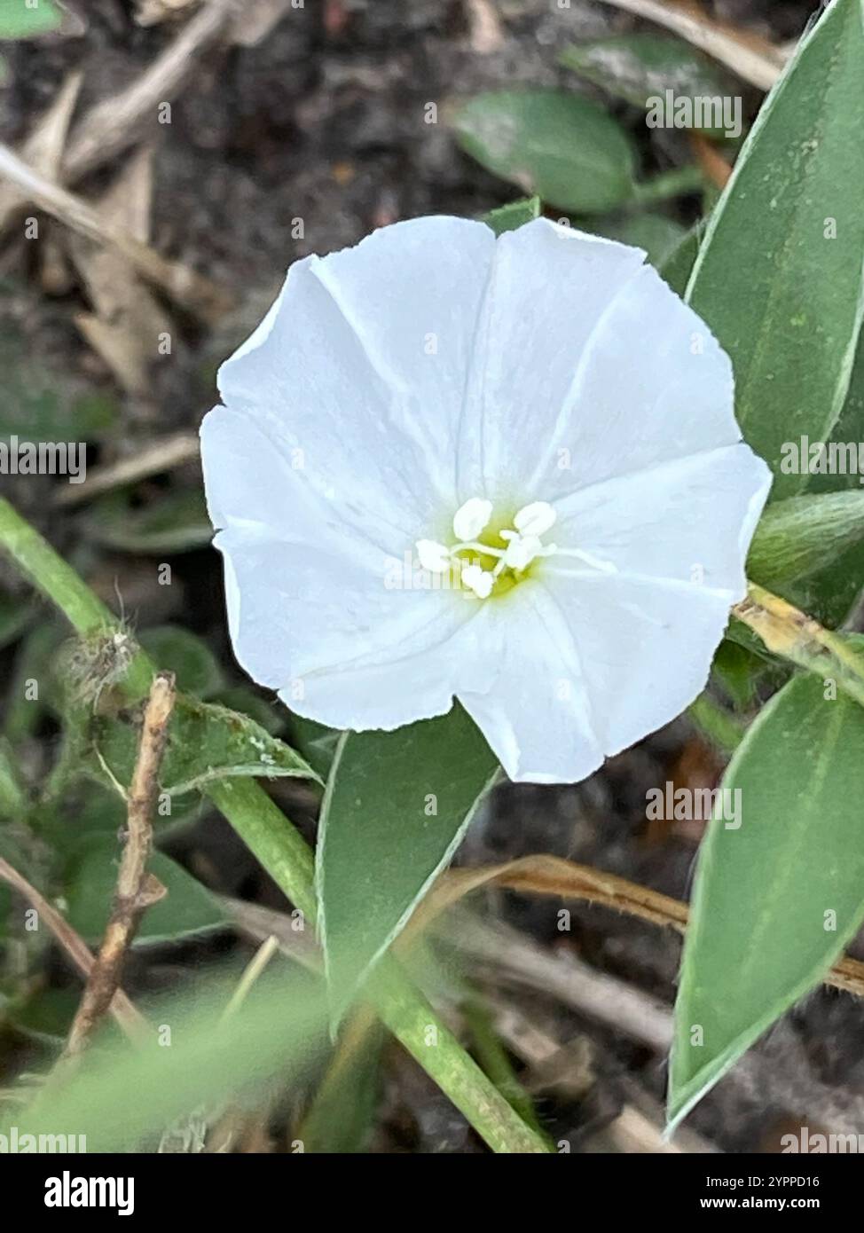 silky evolvulus (Evolvulus sericeus Stock Photo - Alamy