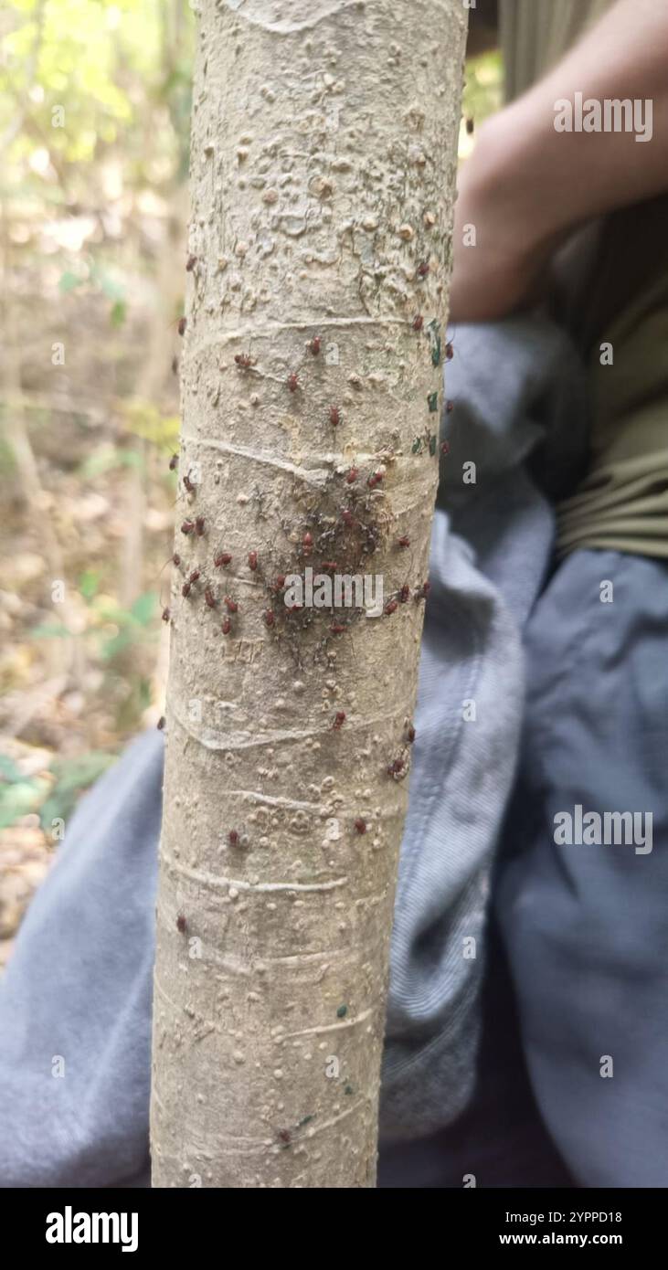 Barklice, Booklice, and Parasitic Lice (Psocodea Stock Photo - Alamy