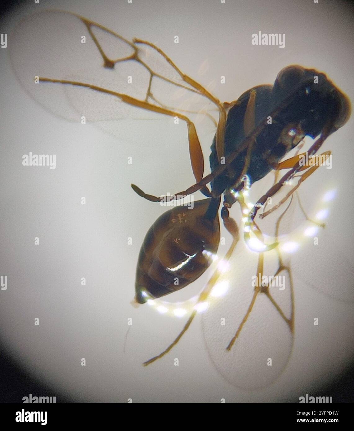 Anacharis hi-res stock photography and images - Alamy