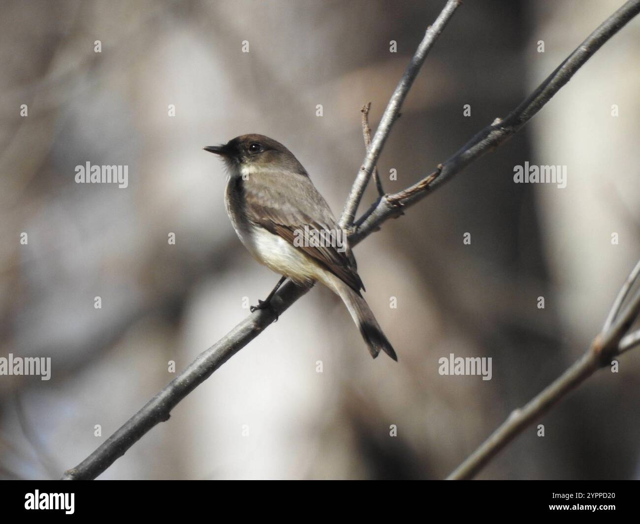 Eastern Phoebe (Sayornis phoebe Stock Photo - Alamy