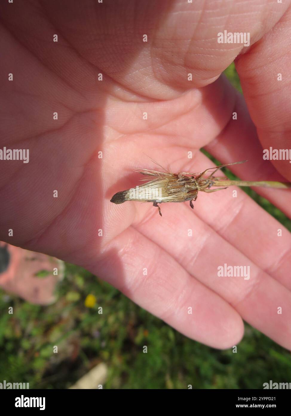 Smooth Cat's Ear (Hypochaeris glabra Stock Photo - Alamy