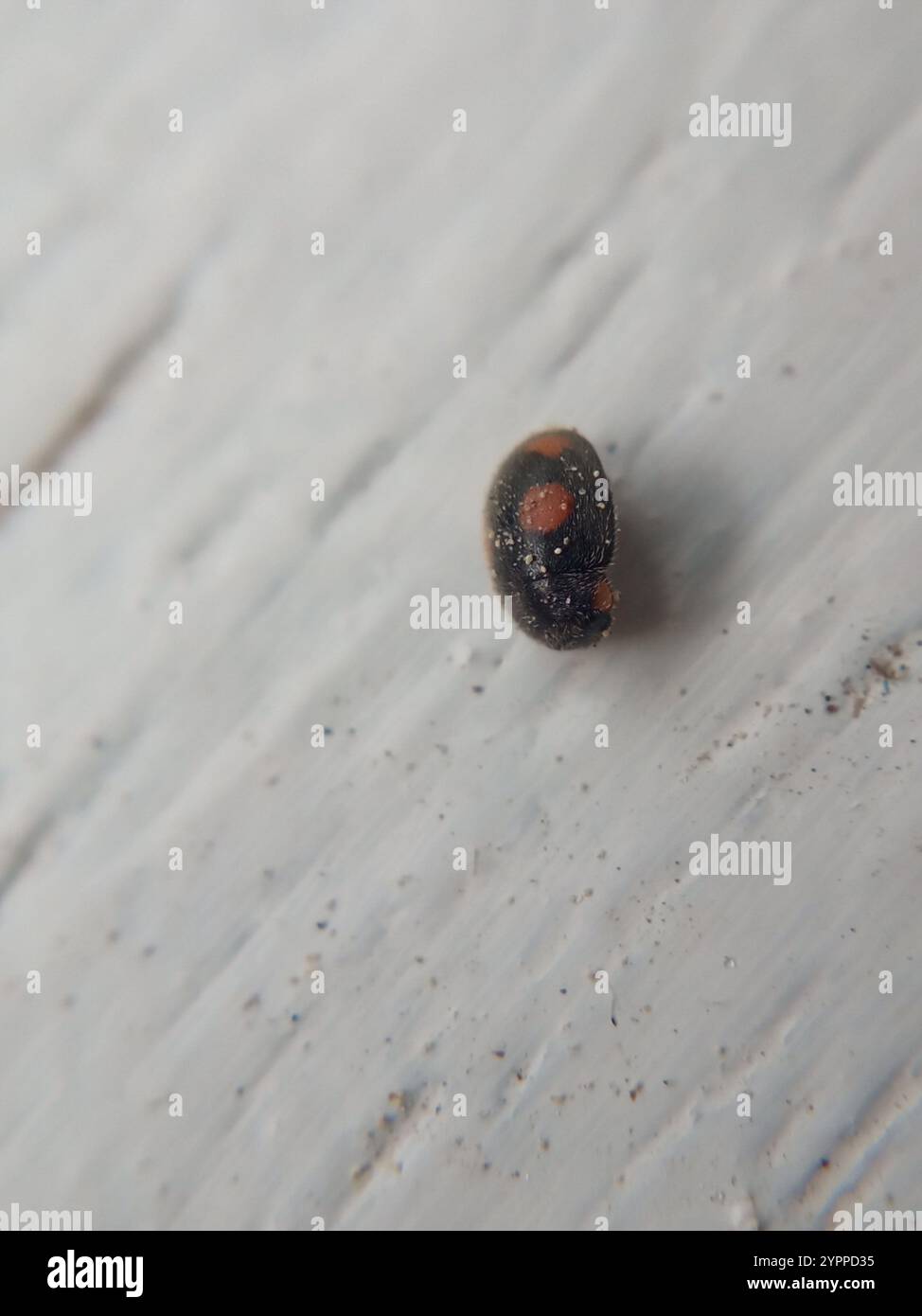 Ant-nest Ladybird (Platynaspis luteorubra Stock Photo - Alamy