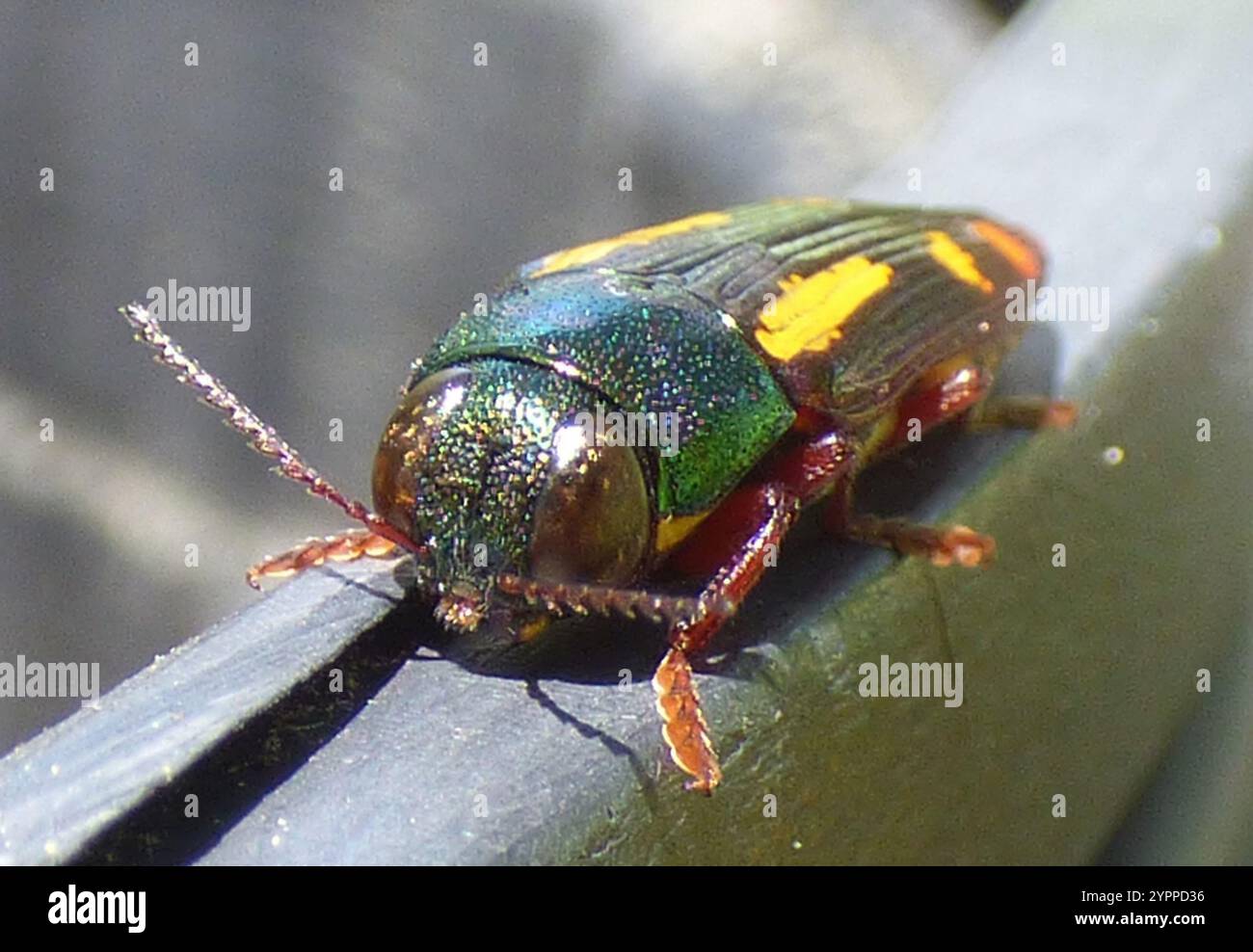 Red-legged Buprestis Beetle (Buprestis rufipes Stock Photo - Alamy